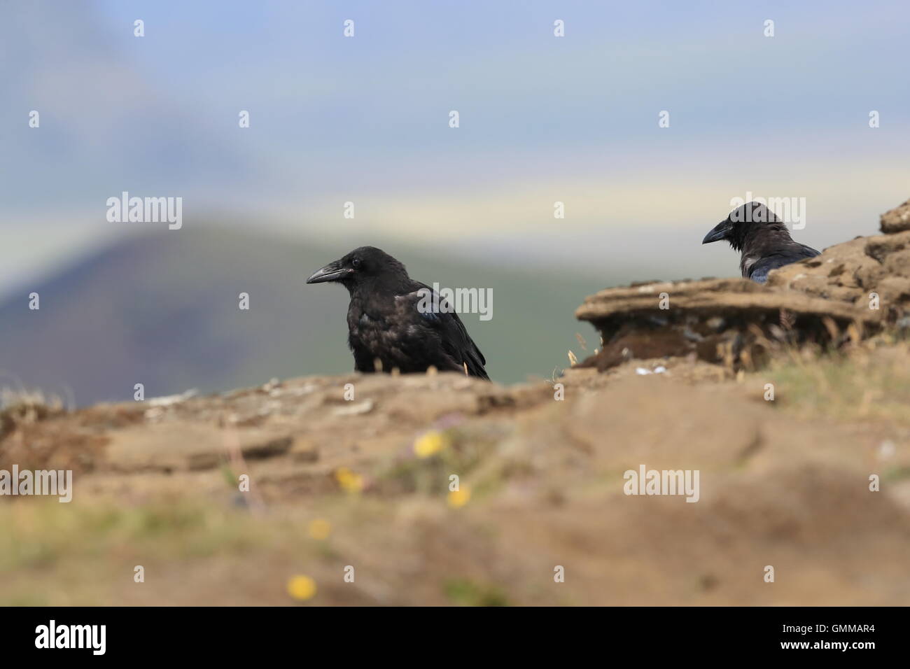Common Raven Corvus corax Iceland Stock Photo - Alamy