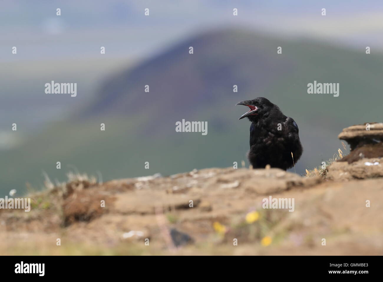 Common Raven Corvus corax Iceland Stock Photo - Alamy