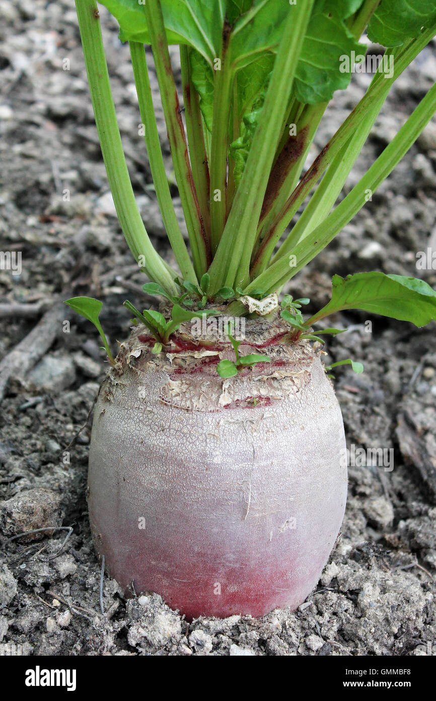 Beetroot head hi-res stock photography and images - Alamy