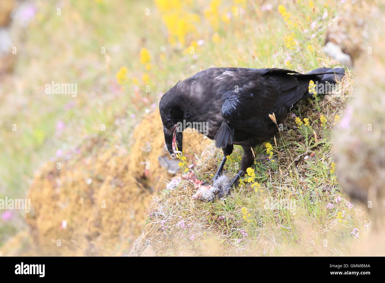 Common Raven Corvus corax Iceland Stock Photo - Alamy