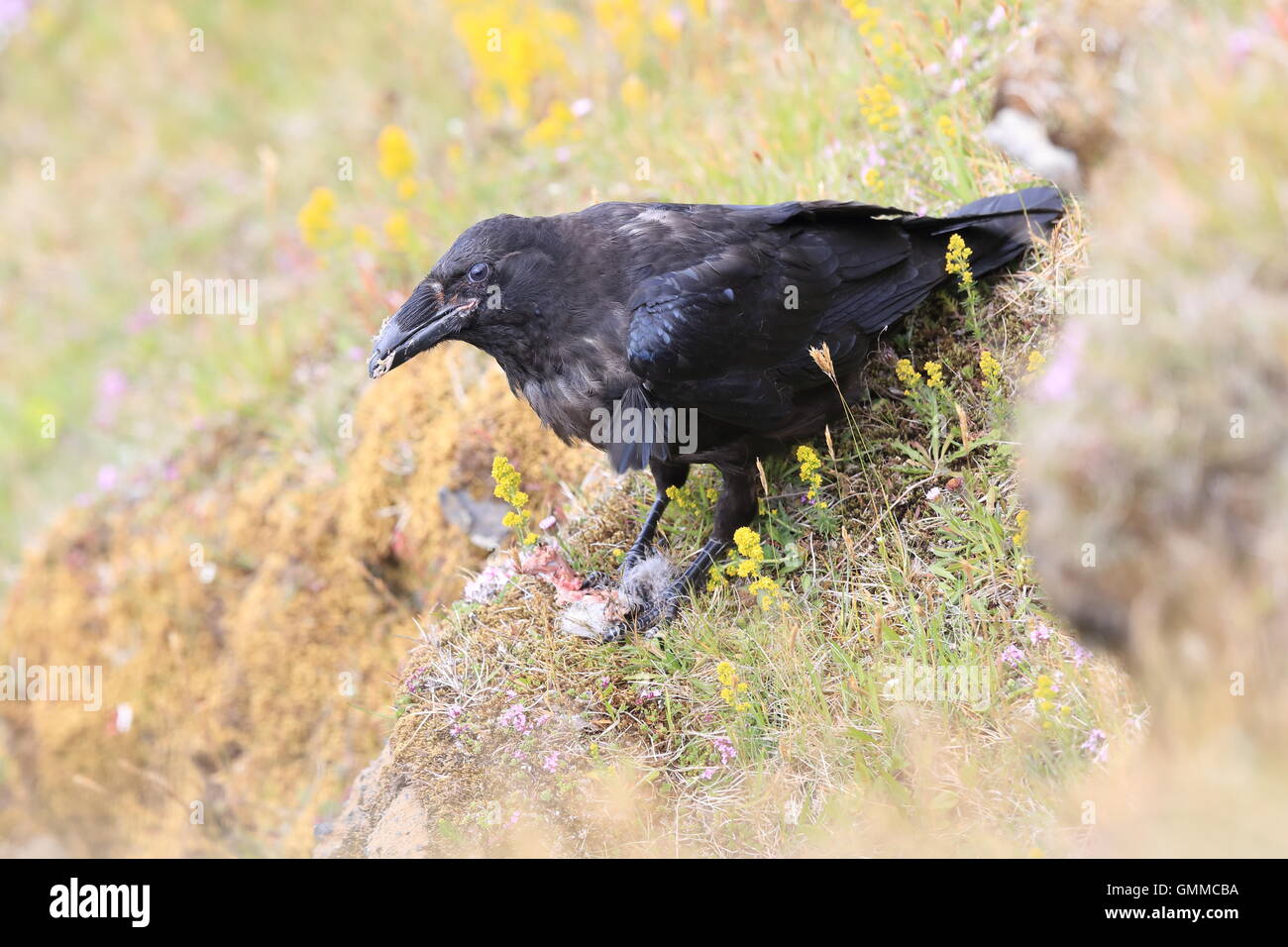 Common Raven Corvus corax Iceland Stock Photo - Alamy