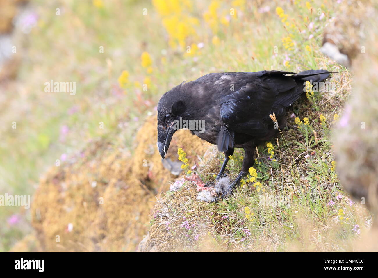 Common Raven Corvus corax Iceland Stock Photo - Alamy