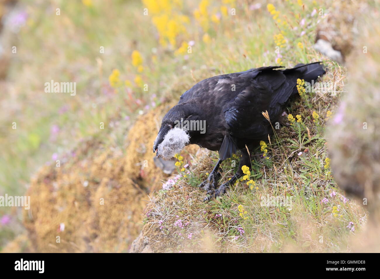 Common Raven Corvus corax Iceland Stock Photo - Alamy