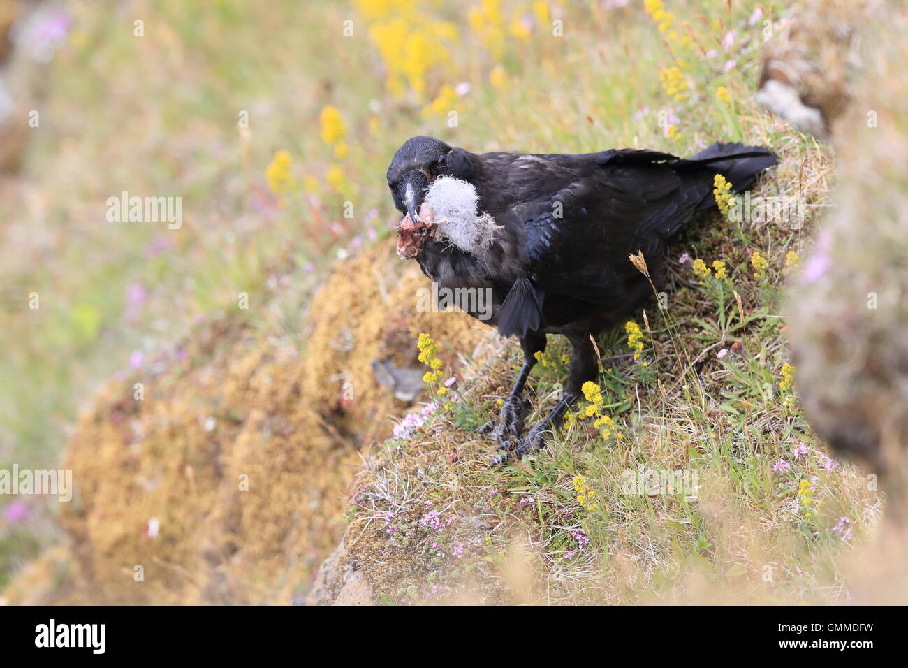 Common Raven Corvus corax Iceland Stock Photo - Alamy