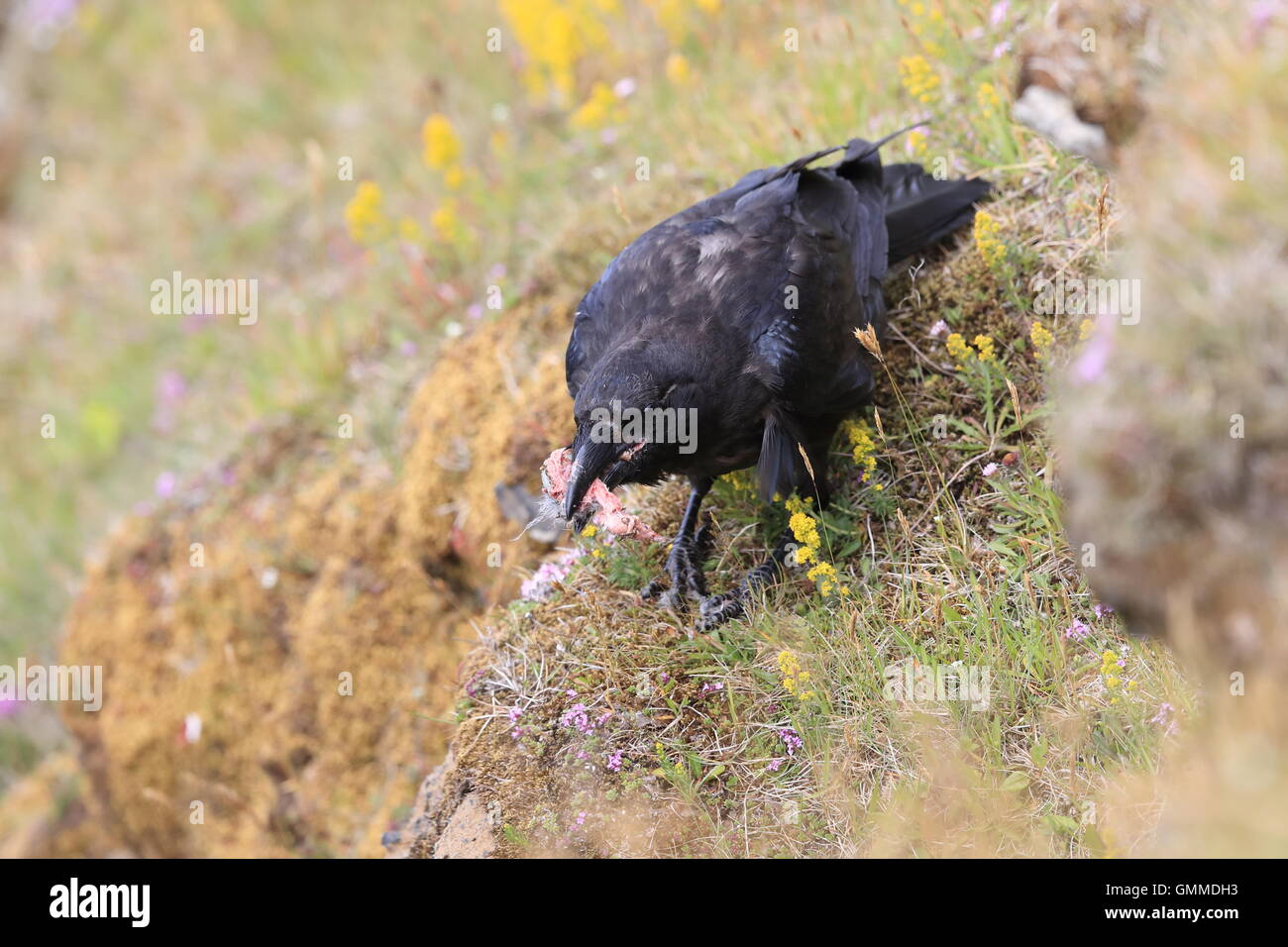 Common Raven Corvus corax Iceland Stock Photo - Alamy