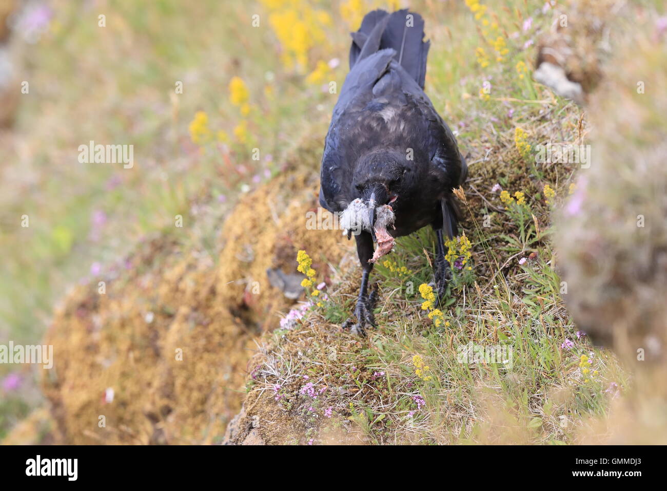 Common Raven Corvus corax Iceland Stock Photo - Alamy