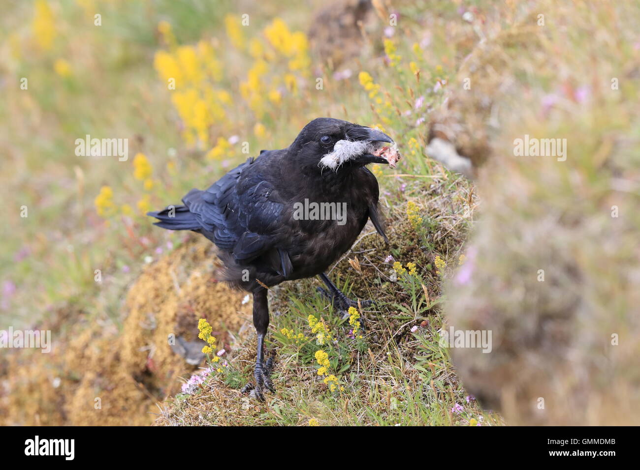 Common Raven Corvus corax Iceland Stock Photo - Alamy