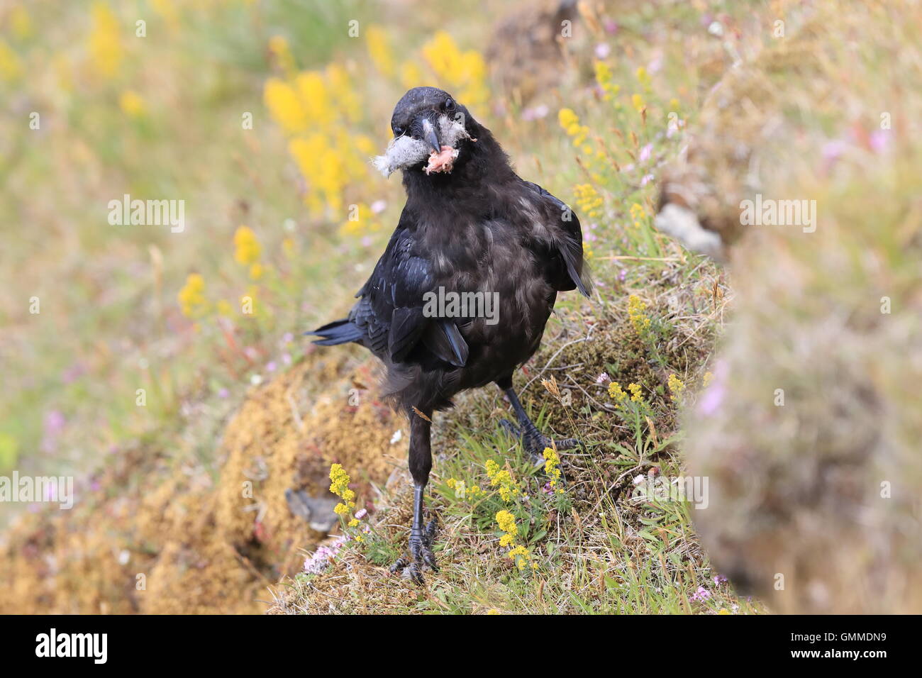Common Raven Corvus corax Iceland Stock Photo - Alamy