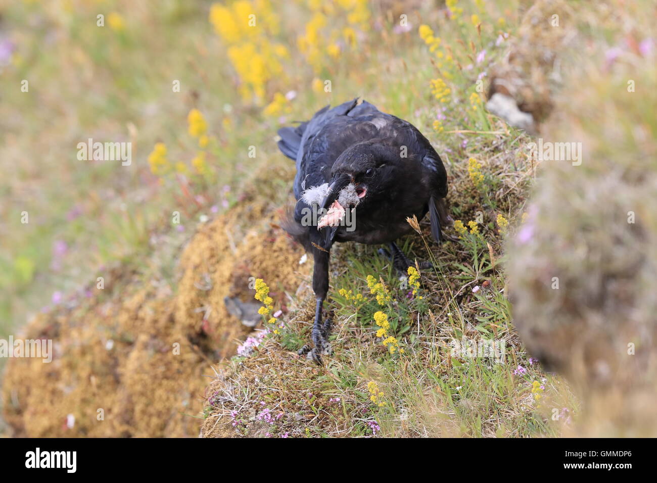 American crow roost hi-res stock photography and images - Alamy