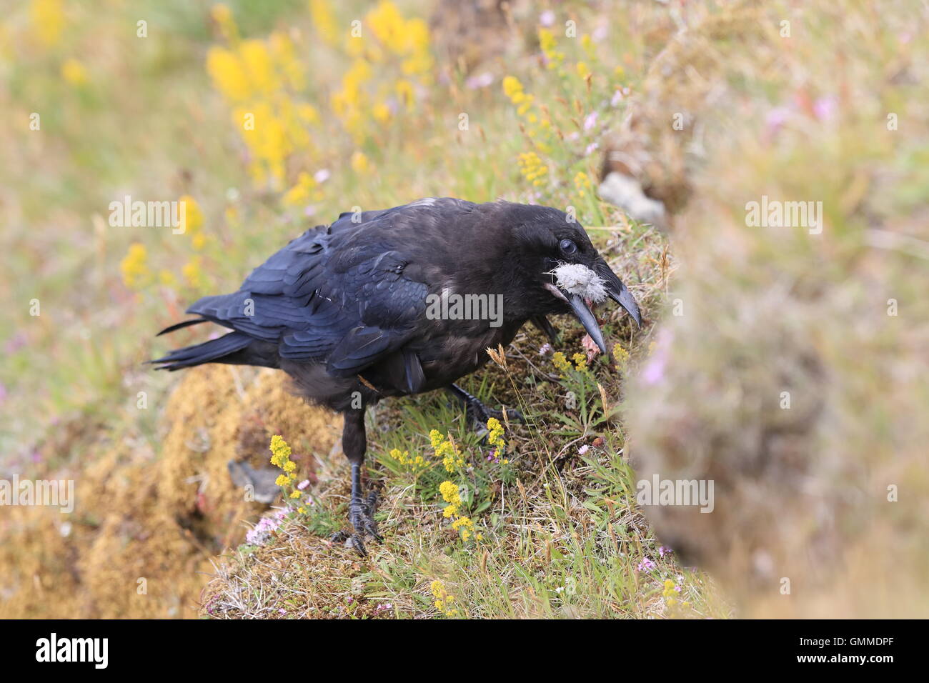 American crow roost hi-res stock photography and images - Alamy
