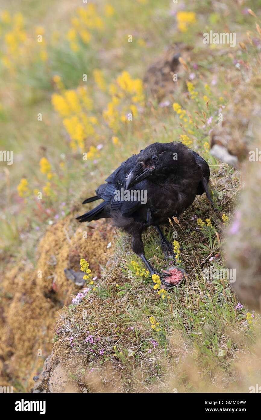American crow roost hi-res stock photography and images - Alamy