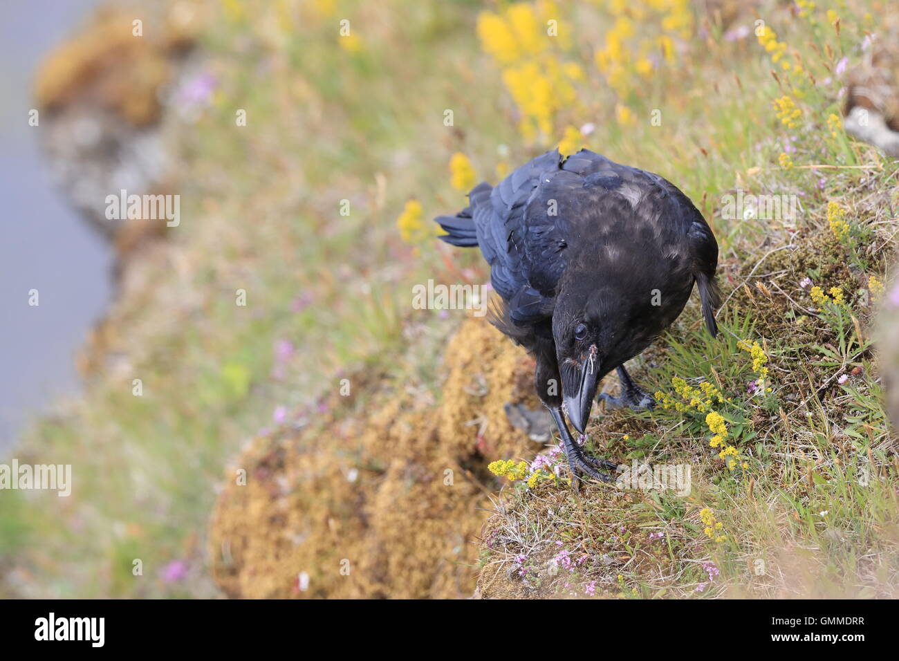 Common Raven Corvus corax Iceland Stock Photo - Alamy