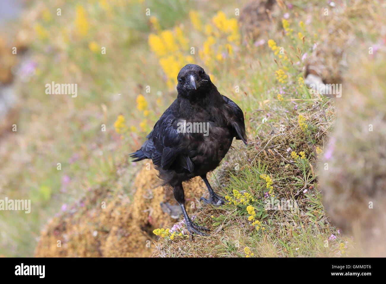 Common Raven Corvus corax Iceland Stock Photo - Alamy