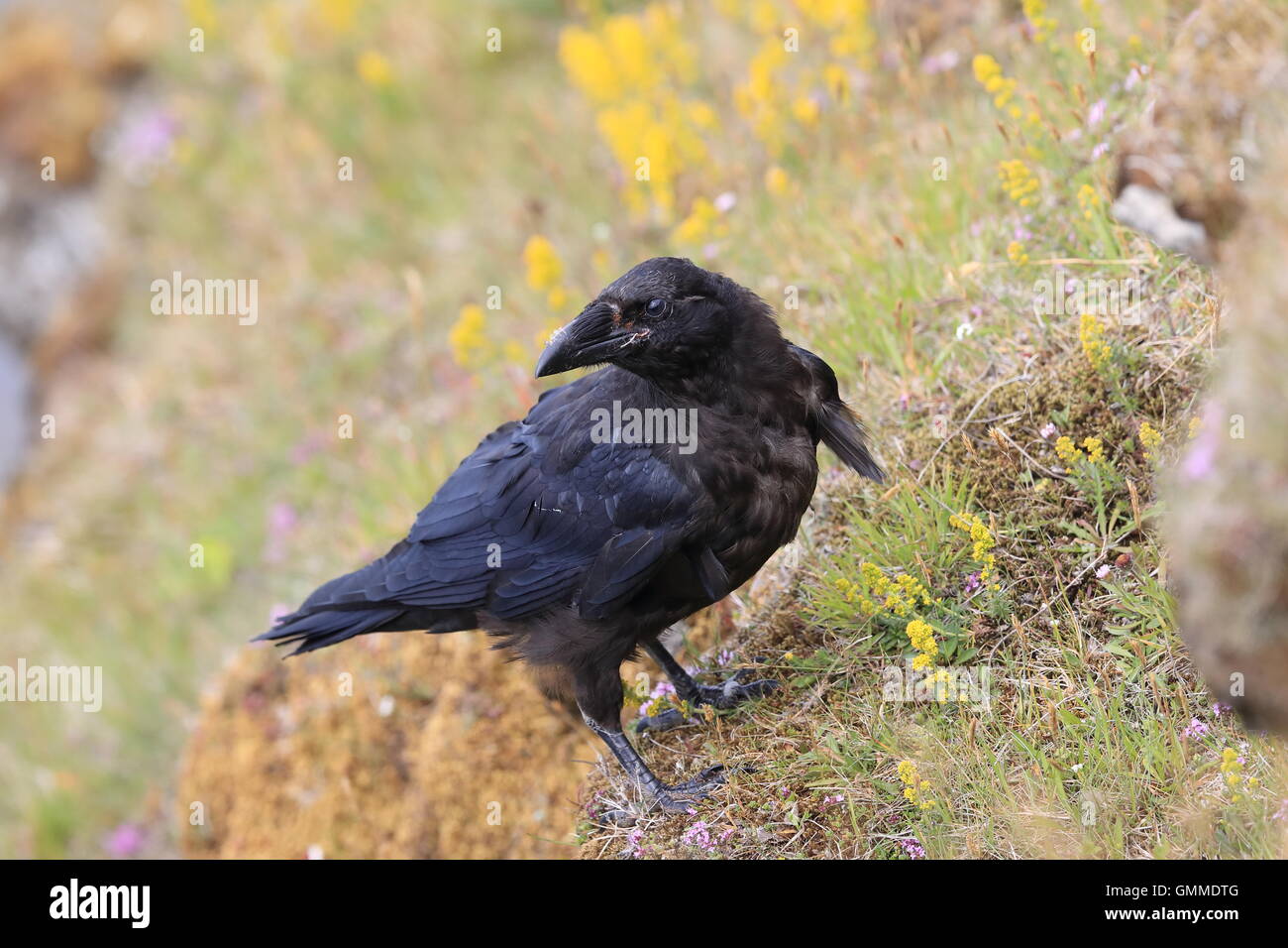 Common Raven Corvus corax Iceland Stock Photo - Alamy