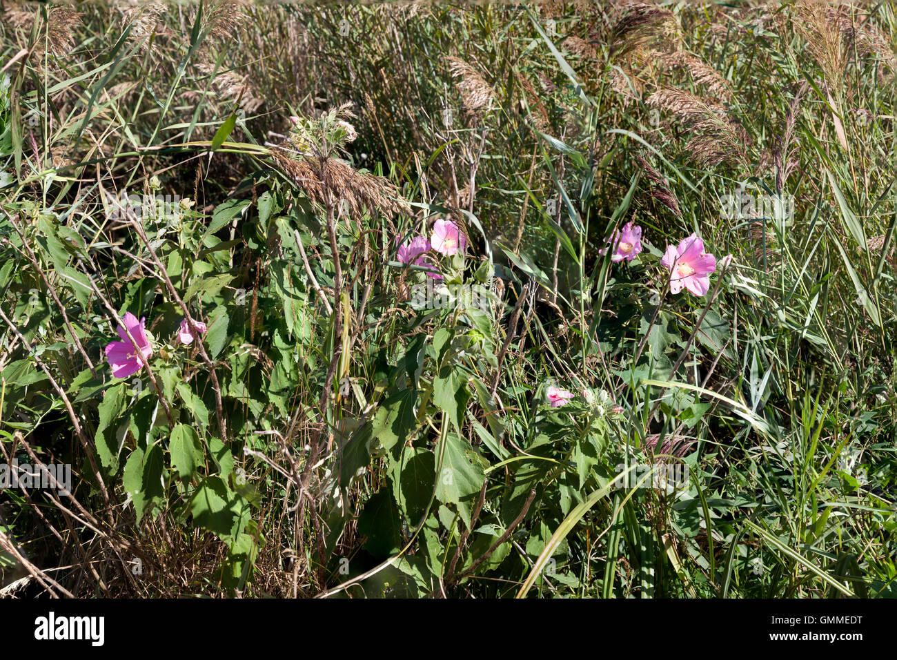 A view of the tangle of wild plants in the "Barthes" of Monbardon ...
