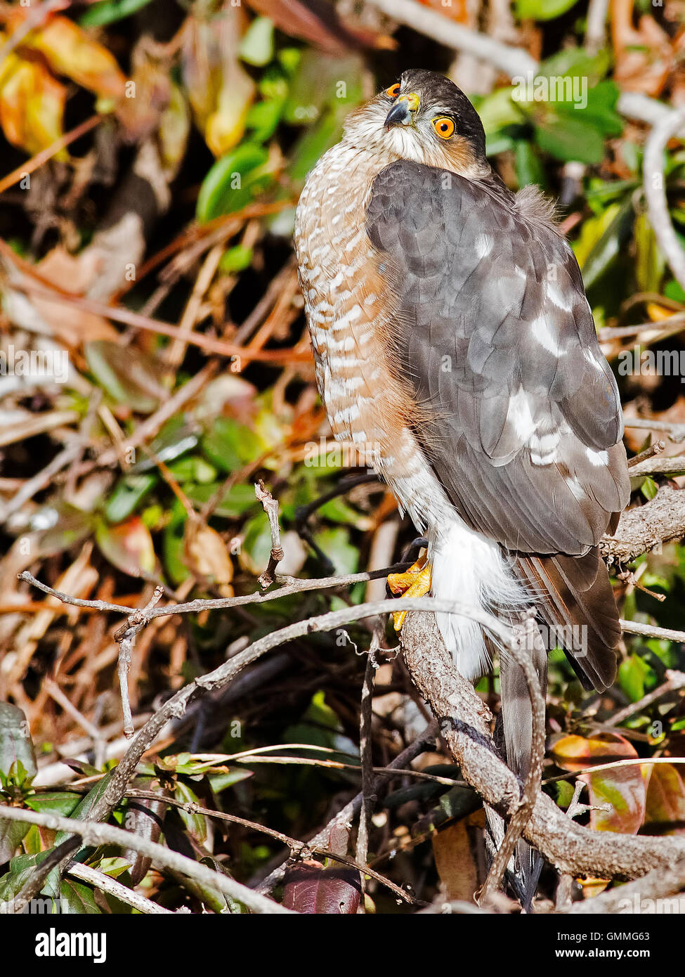 Sharp shinned hawk hi-res stock photography and images - Alamy