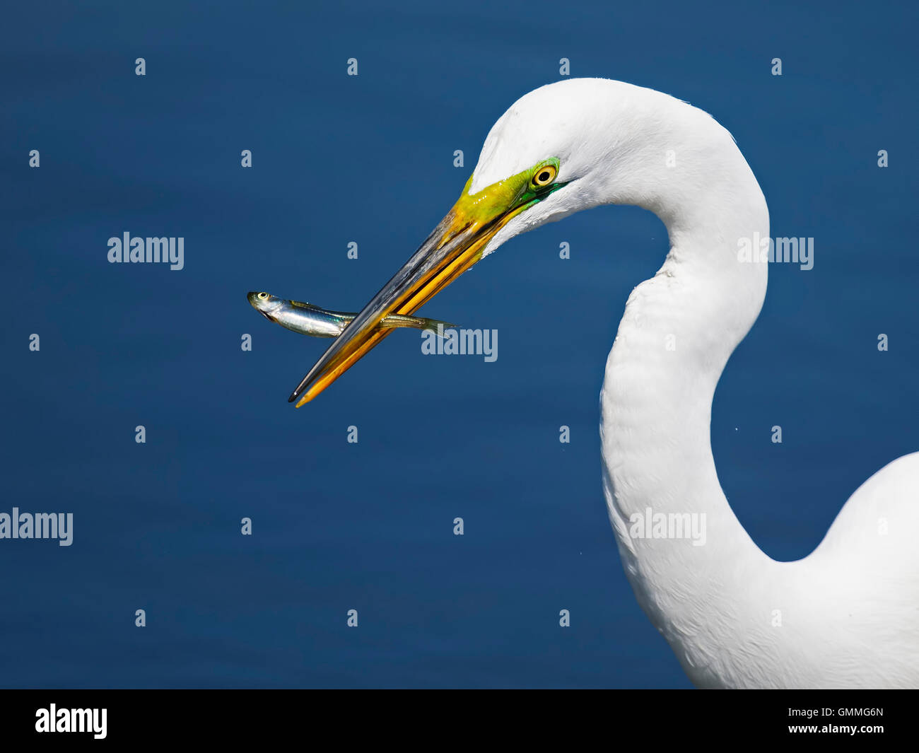 Great Egret with Fish Stock Photo - Alamy