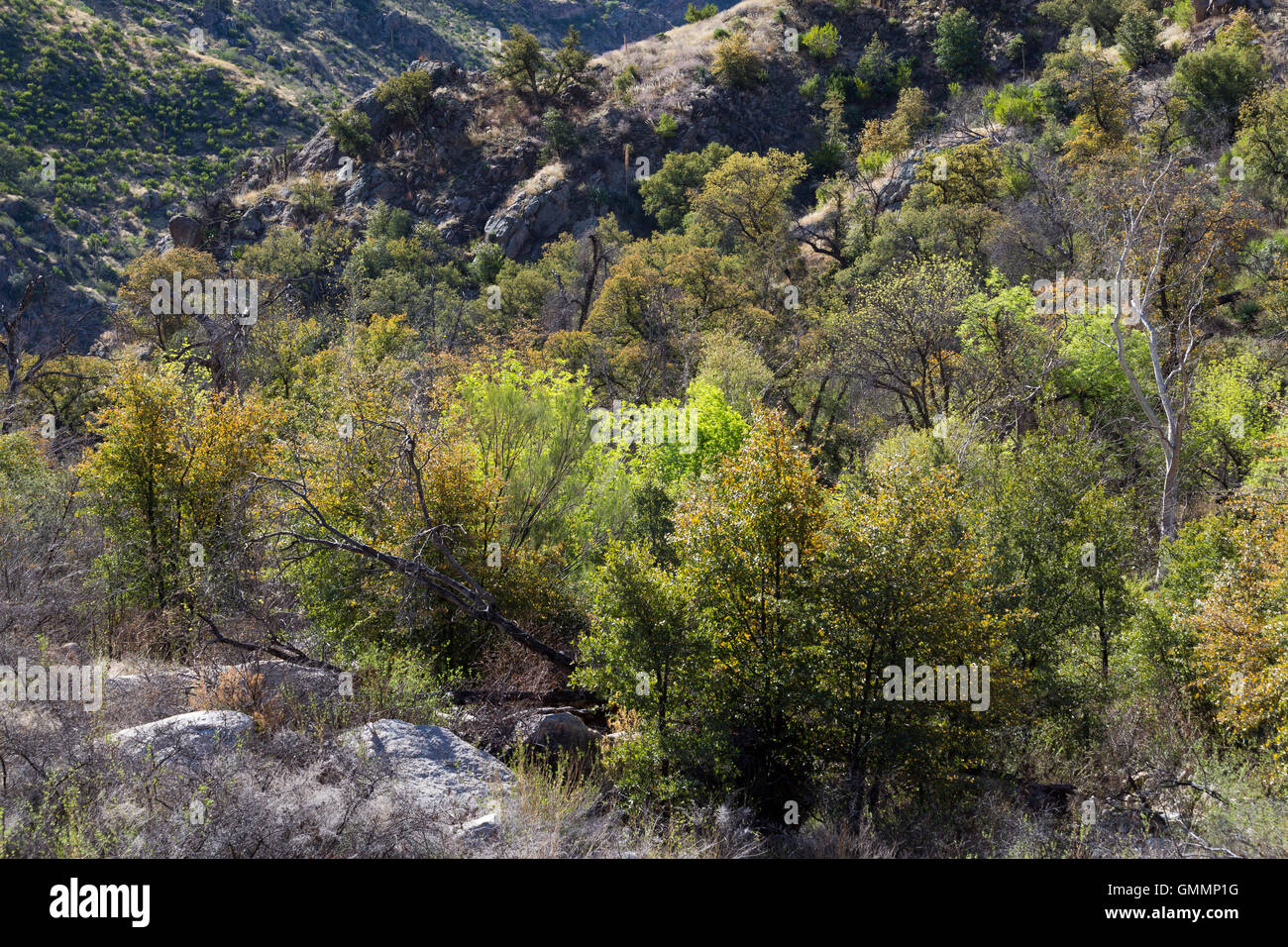 Riparian desert vegetation in the West Fork of Sabino Canyon in the ...