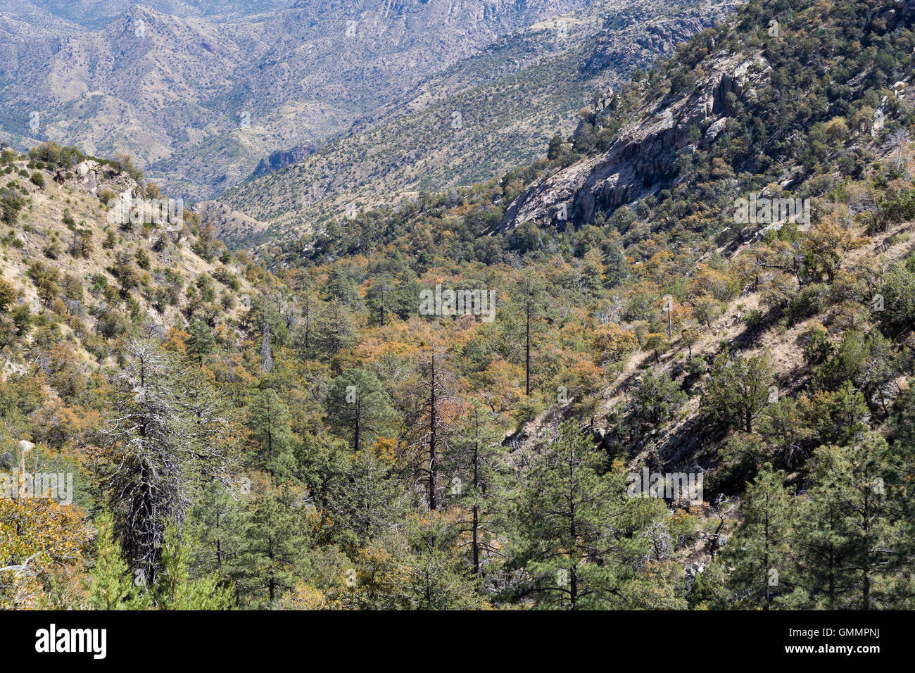 Pine trees dotting the West Fork of Sabino Canyon in the Santa Catalina ...
