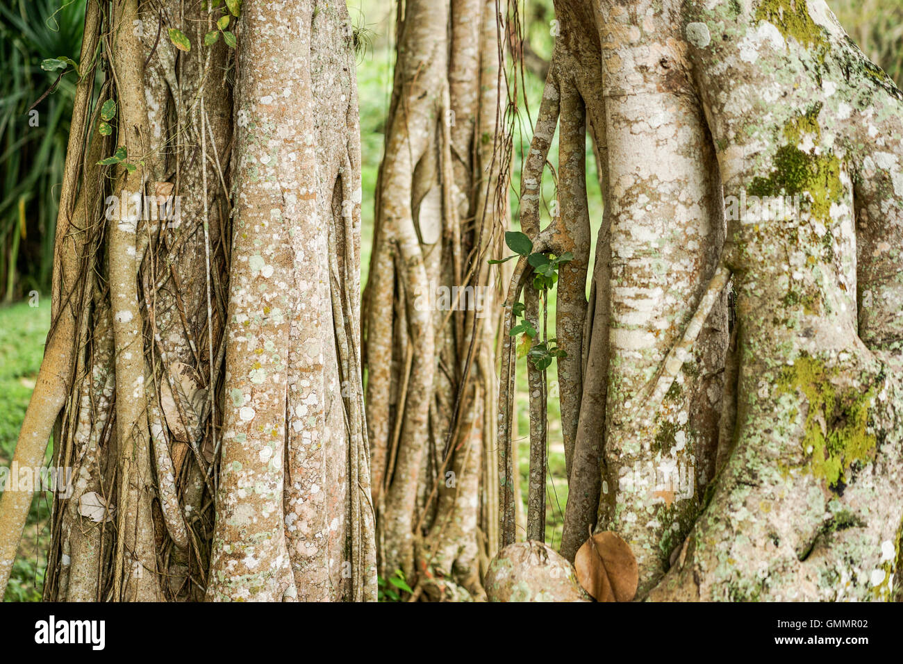 Banyan tree growing in the tropical Cuba Stock Photo - Alamy