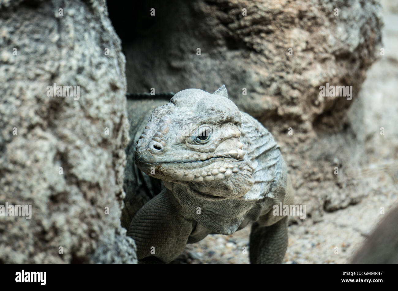 One Rhinoceros Iguana hiding behind the rocks Stock Photo - Alamy
