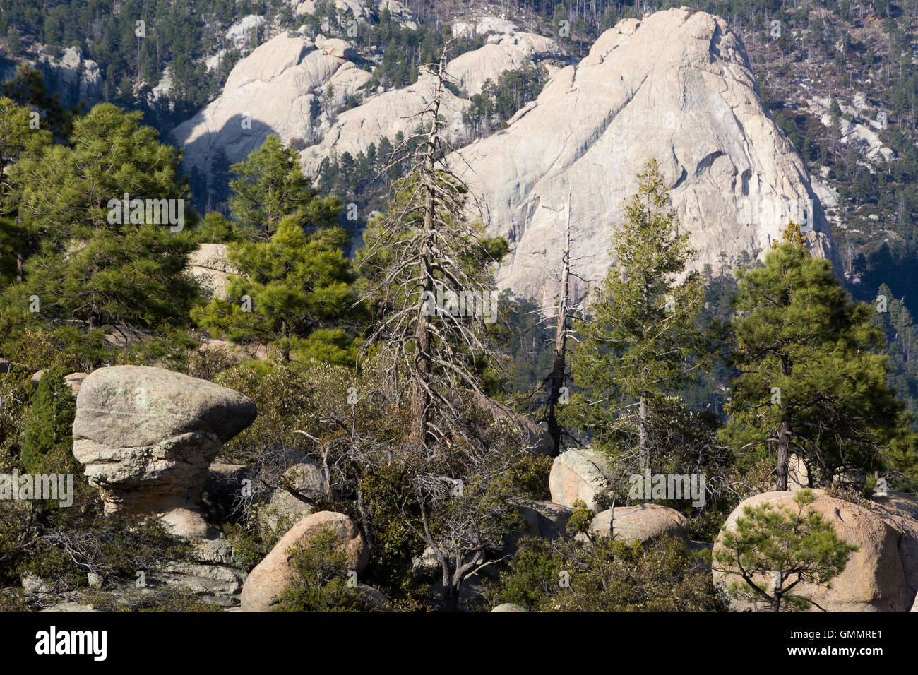 Massive granite outcroppings jut out from a ponderosa pine forest in ...