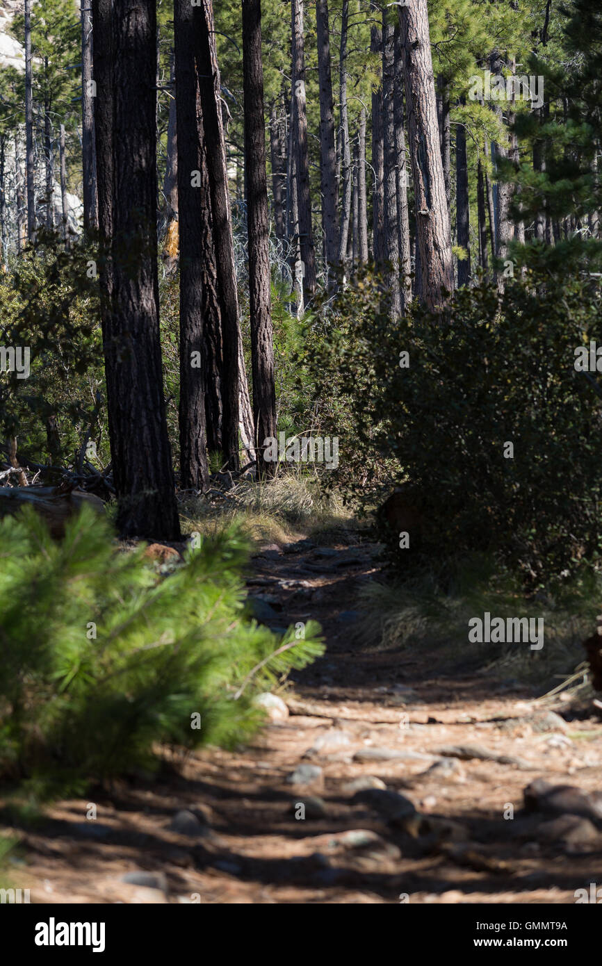 The Arizona Trail in pine trees in the Wilderness of Rocks in the Santa ...