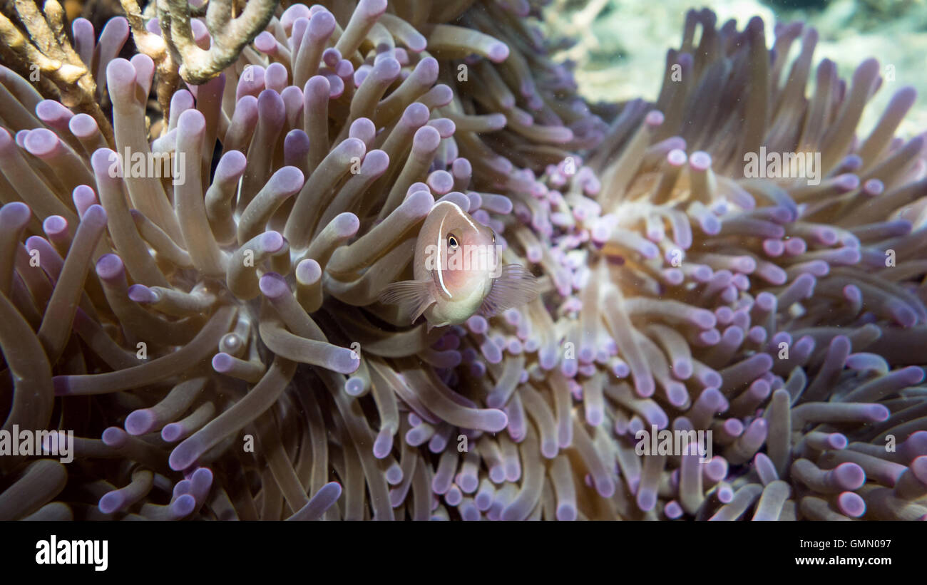 Finding nemo fish hi-res stock photography and images - Alamy