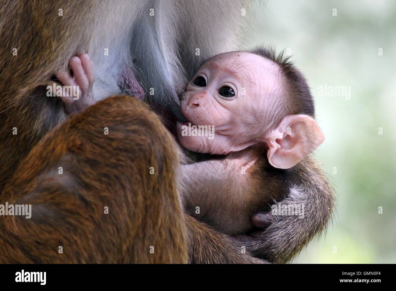 Suckling child hi-res stock photography and images - Alamy
