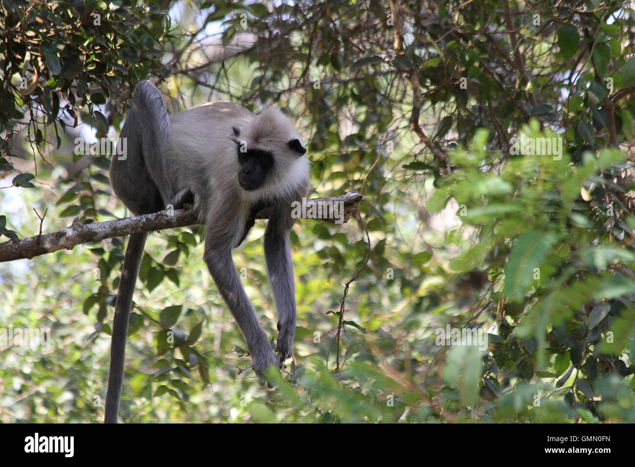 Hanging langur hi-res stock photography and images - Alamy