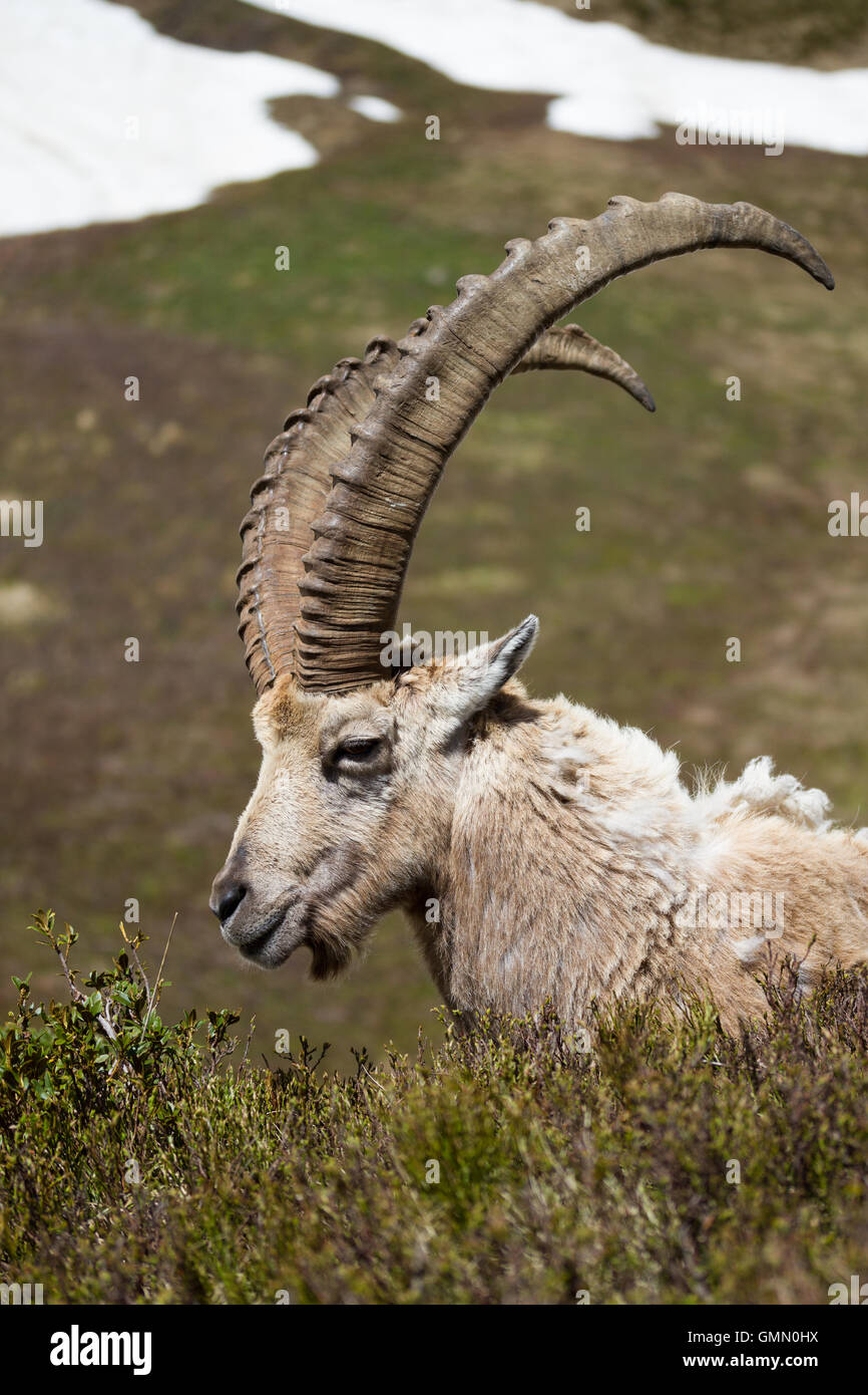 Ibex portrait hi-res stock photography and images - Alamy