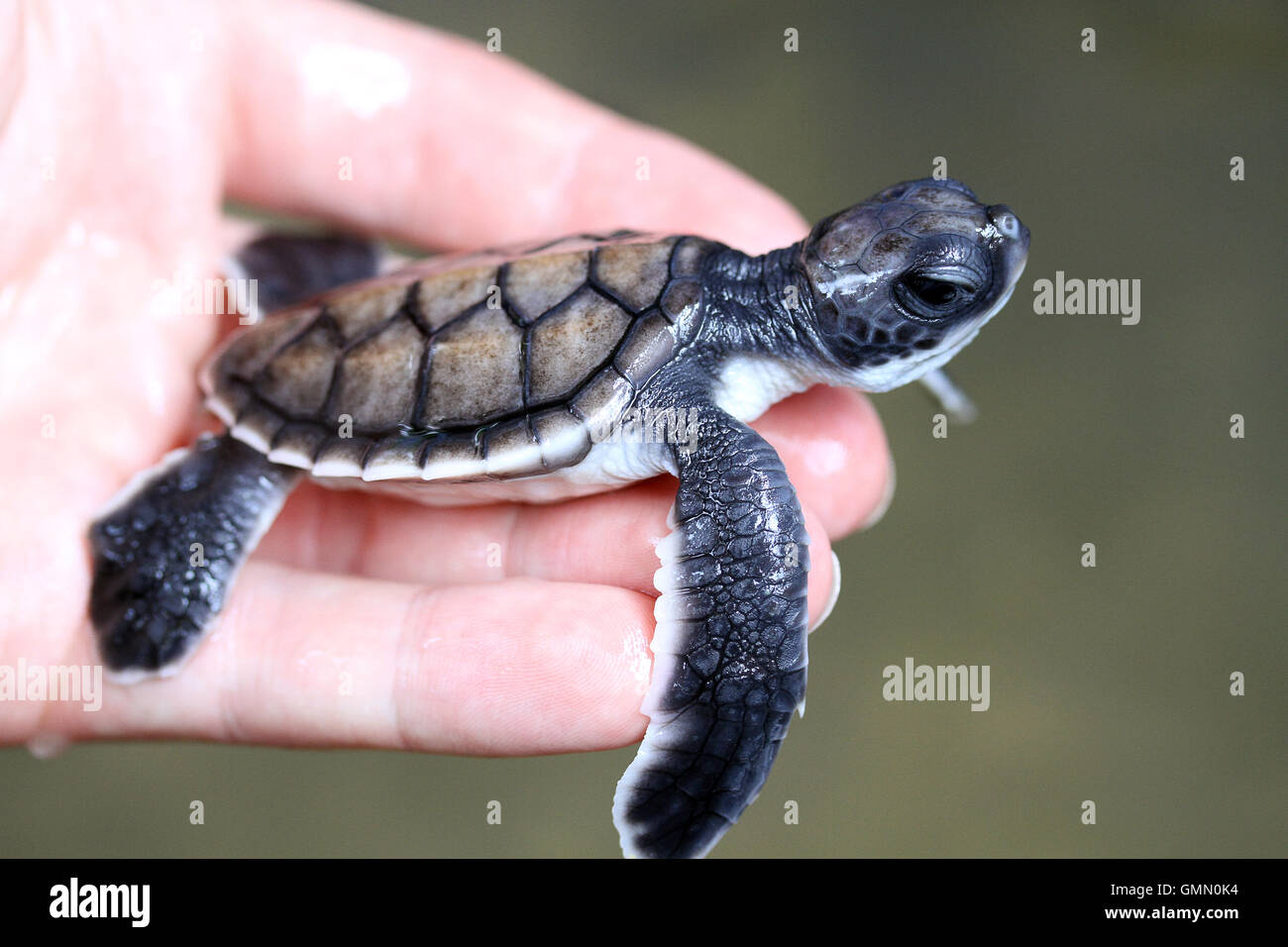 Turtle in Hand Stock Photo - Alamy