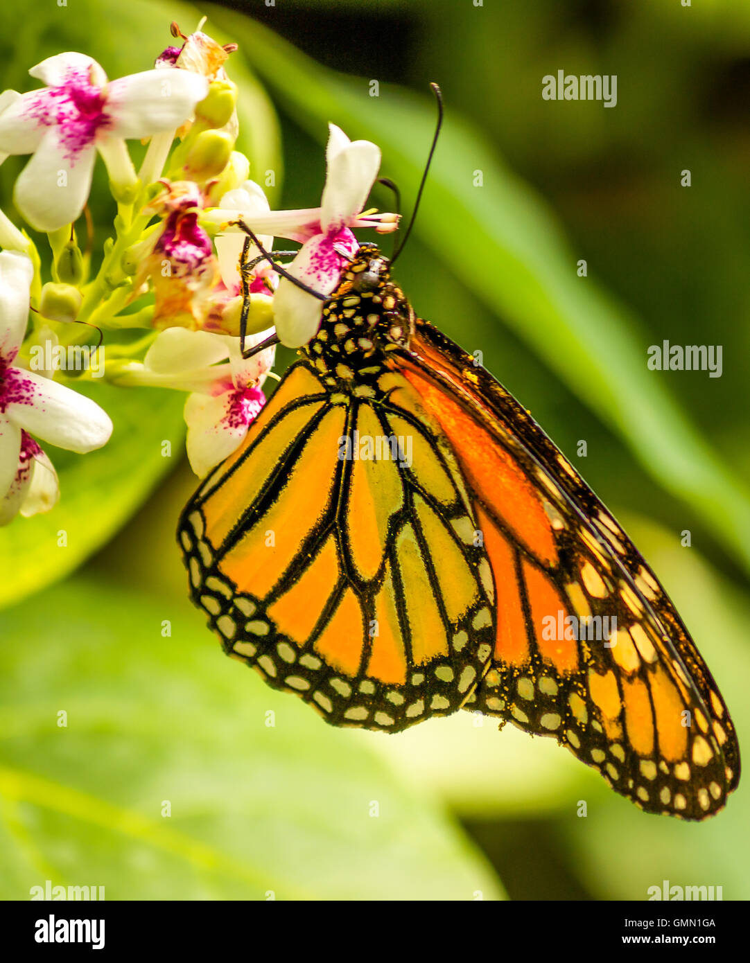 Monarch butterfly resting on flower hi-res stock photography and images ...
