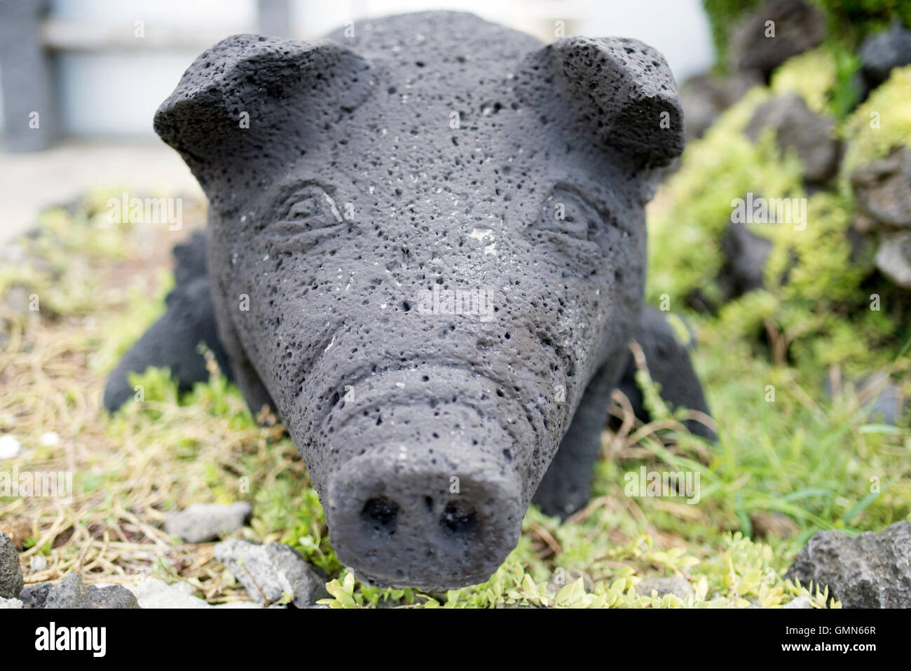 Wet pig hi-res stock photography and images - Alamy