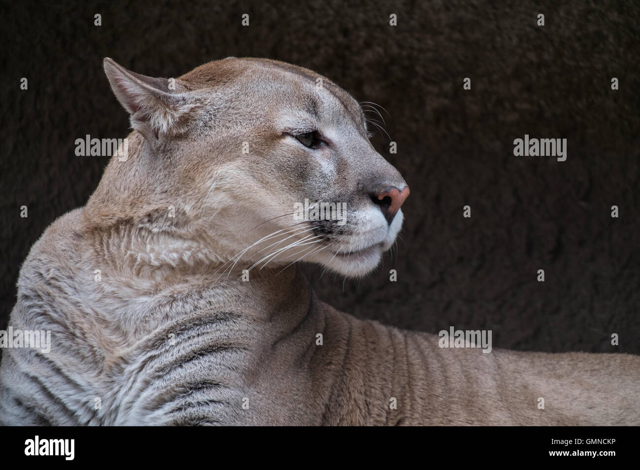 Puma face hi-res stock photography and images - Alamy