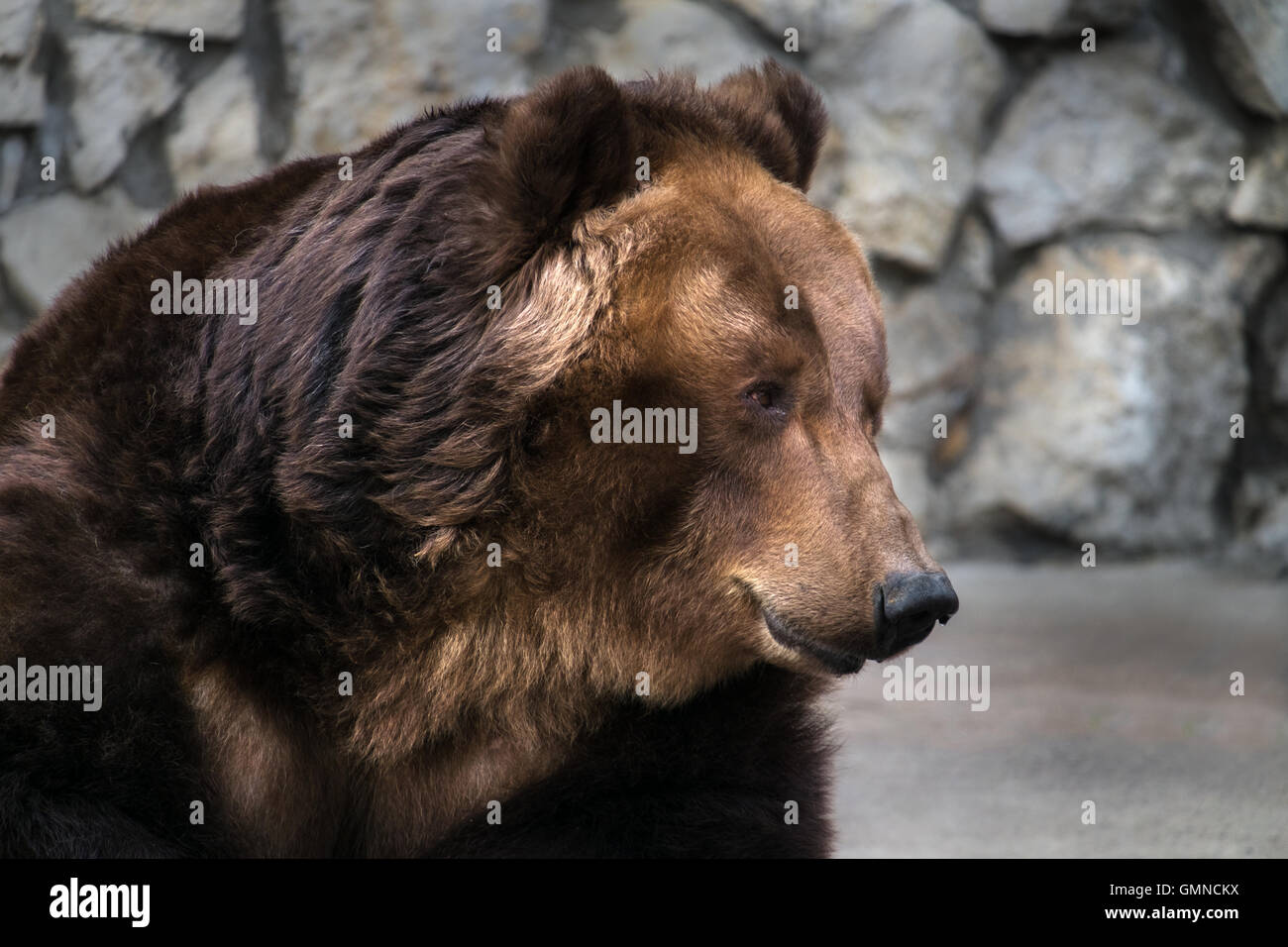 portrait of a kind bear Stock Photo - Alamy