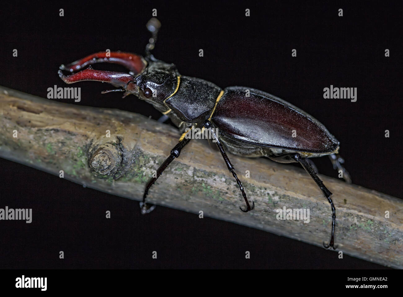 Stag beetle hi-res stock photography and images - Alamy