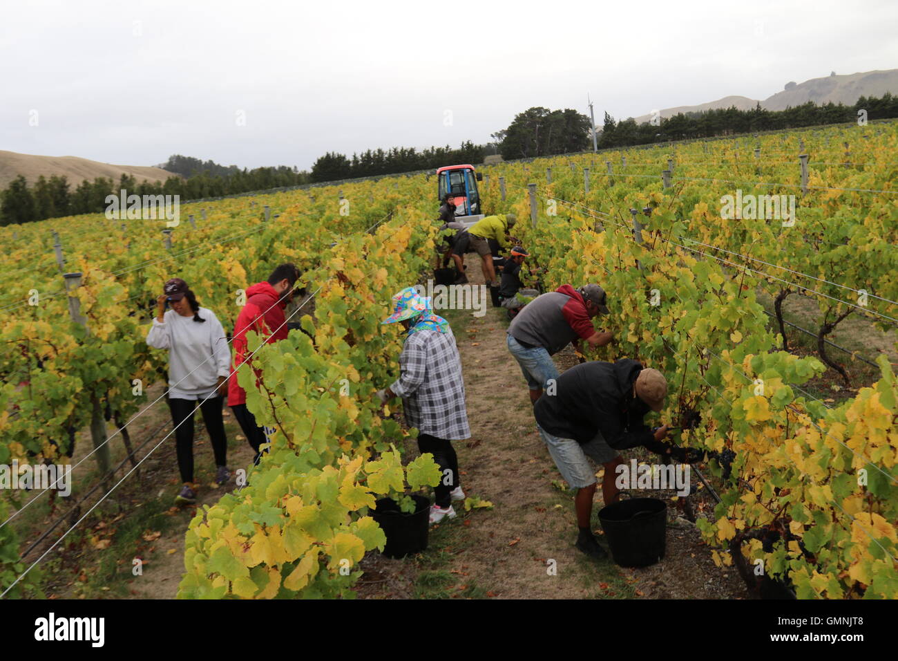 Grape pickers at Escarpment Vineyard, Martinborough, New Zealand Stock ...