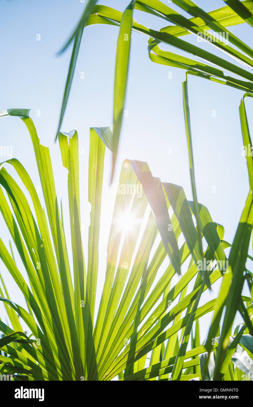 Sunlight leaves hi-res stock photography and images - Alamy