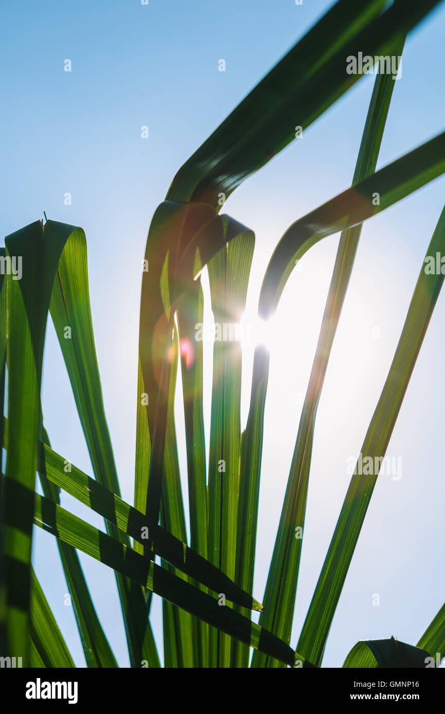 Green leaves in sunlight Stock Photo - Alamy