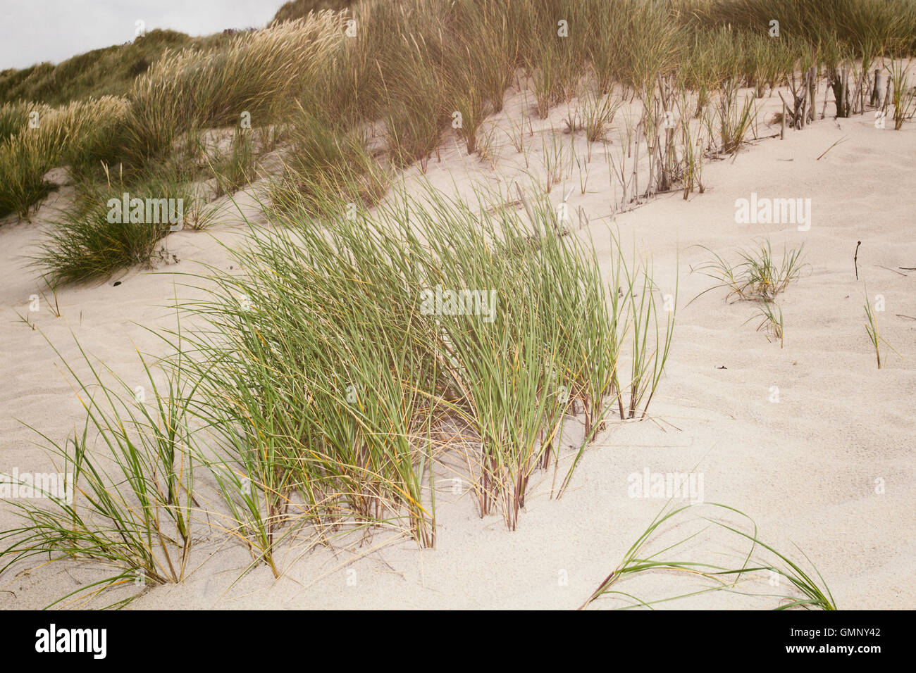 Dune grasses at the seashore Stock Photo - Alamy