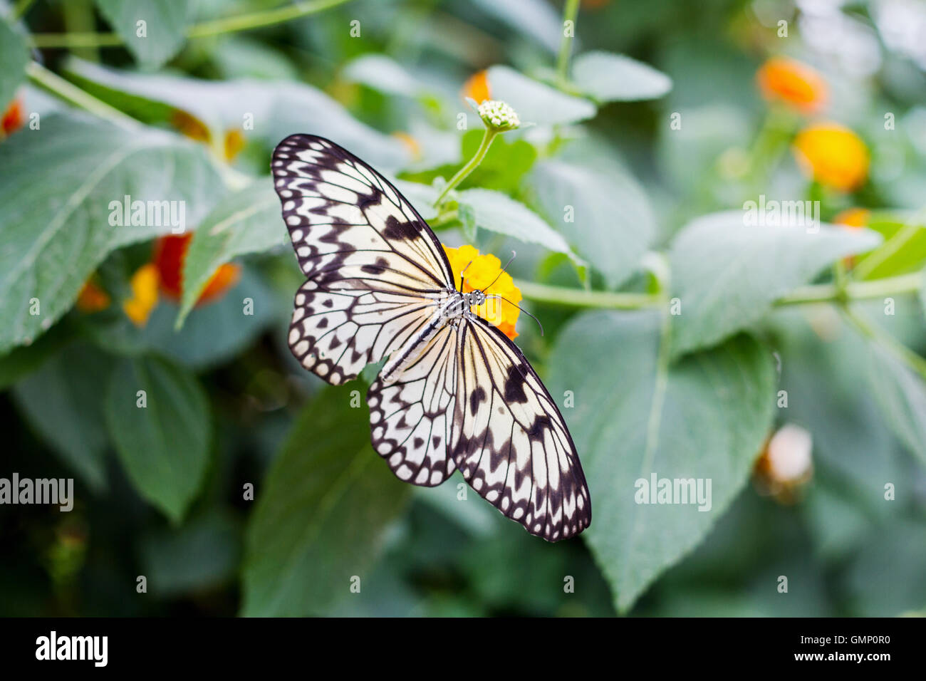 Yellow Winged butterfly on a flower Stock Photo - Alamy