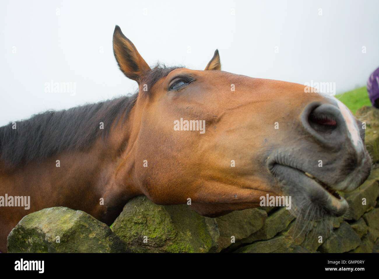 horse with a Cheeky look as it scratches neck on a block wall Stock ...