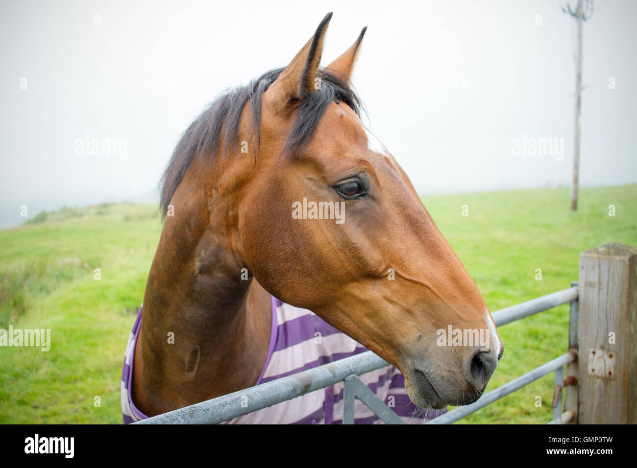 Horse looking over the gate hi-res stock photography and images - Alamy