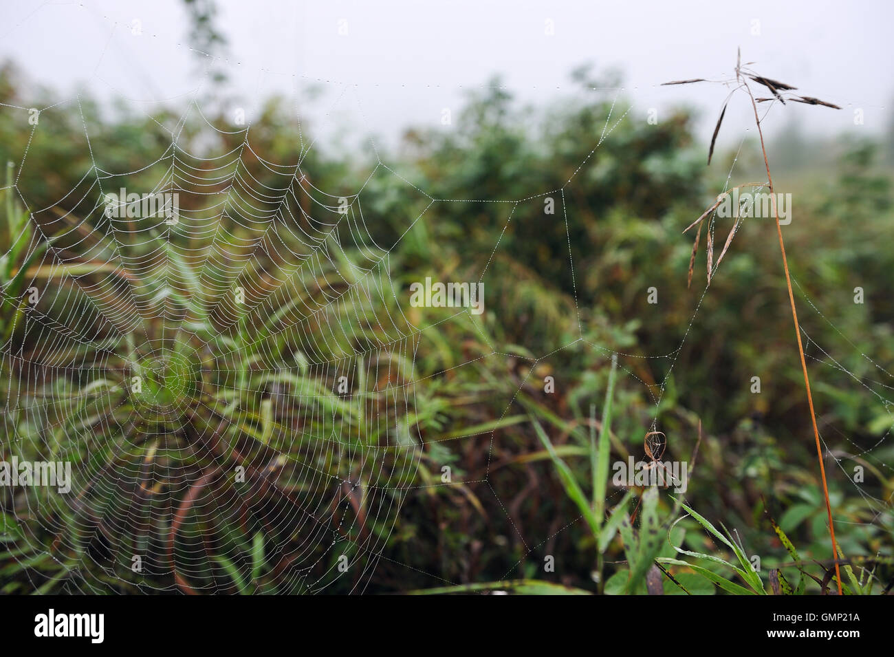 Spiderweb morning mist hi-res stock photography and images - Alamy