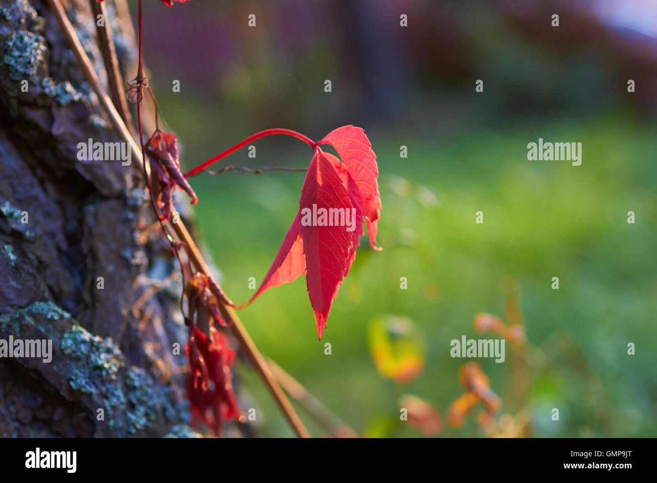 red leaves on a tree Stock Photo - Alamy