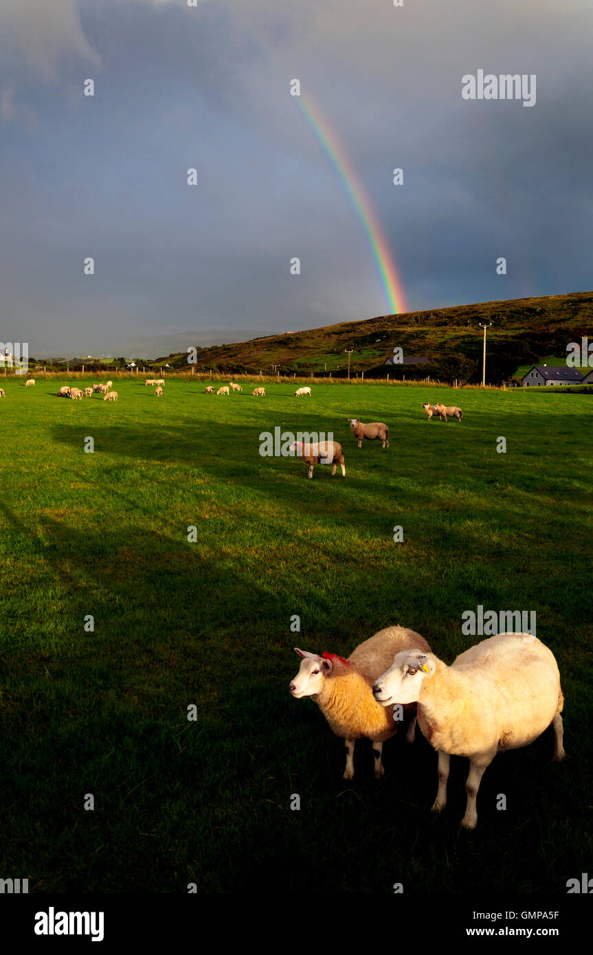 Sheep Farm Farming Farms County Donegal Irish Ireland Landscape High ...