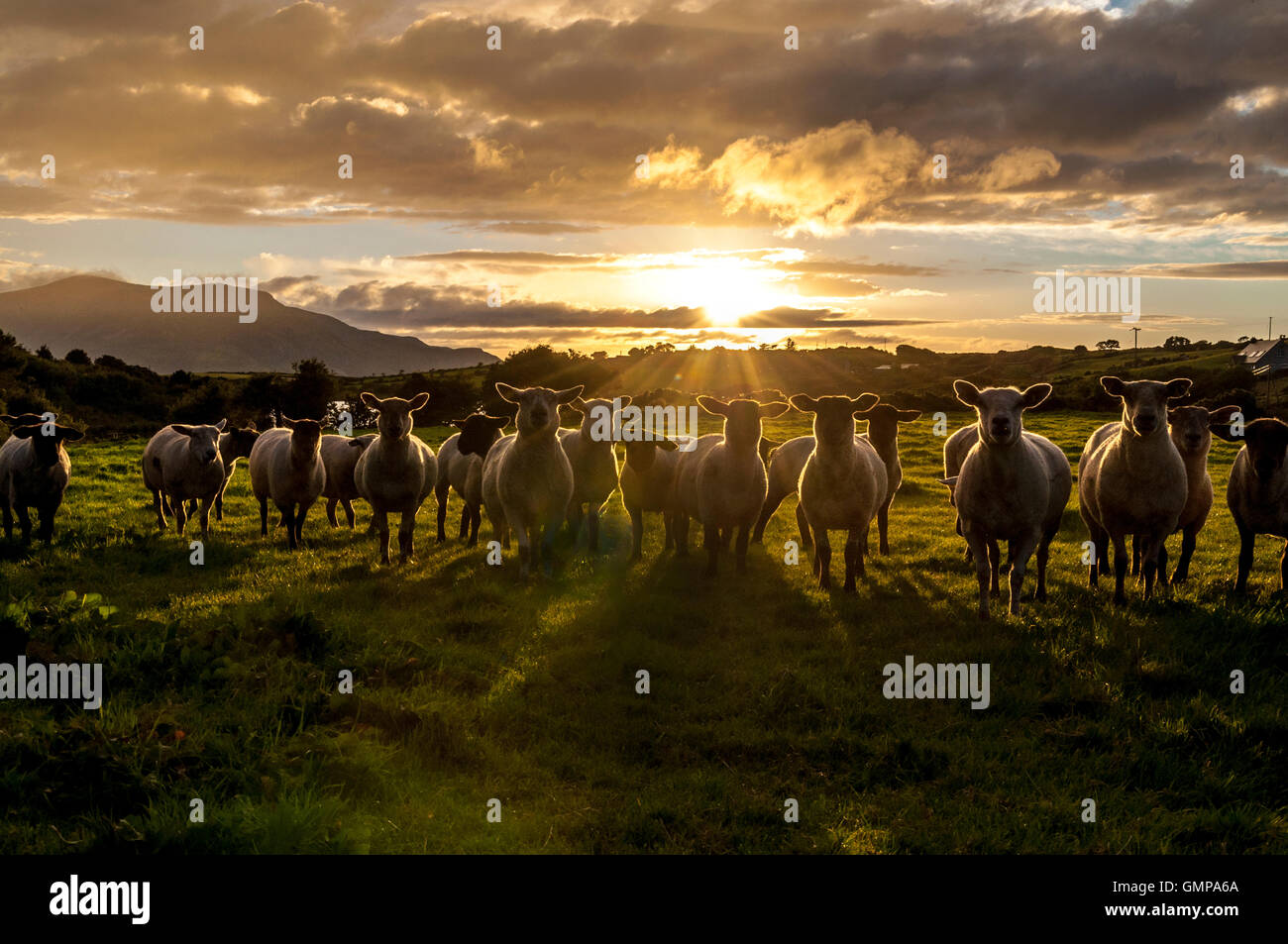 Sheep in a field with setting sun in Ardara, County Donegal, Ireland ...