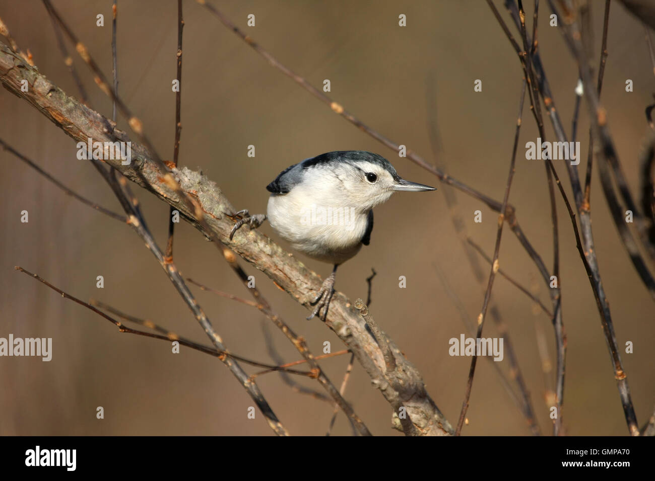 Gray gray breasted hi-res stock photography and images - Alamy