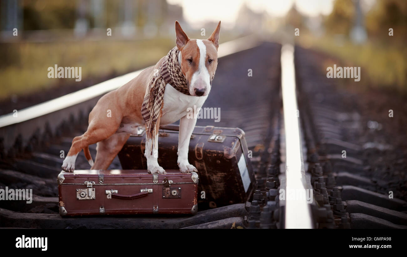 English bull terrier hi-res stock photography and images - Alamy